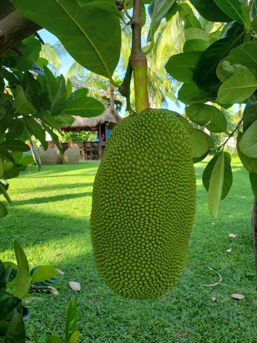 Le fruit du jacquier - Asian Kitchen